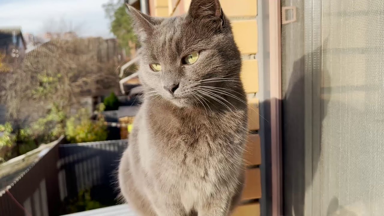 A gray cat climbs out the window and lies on the windowsill - YouTube