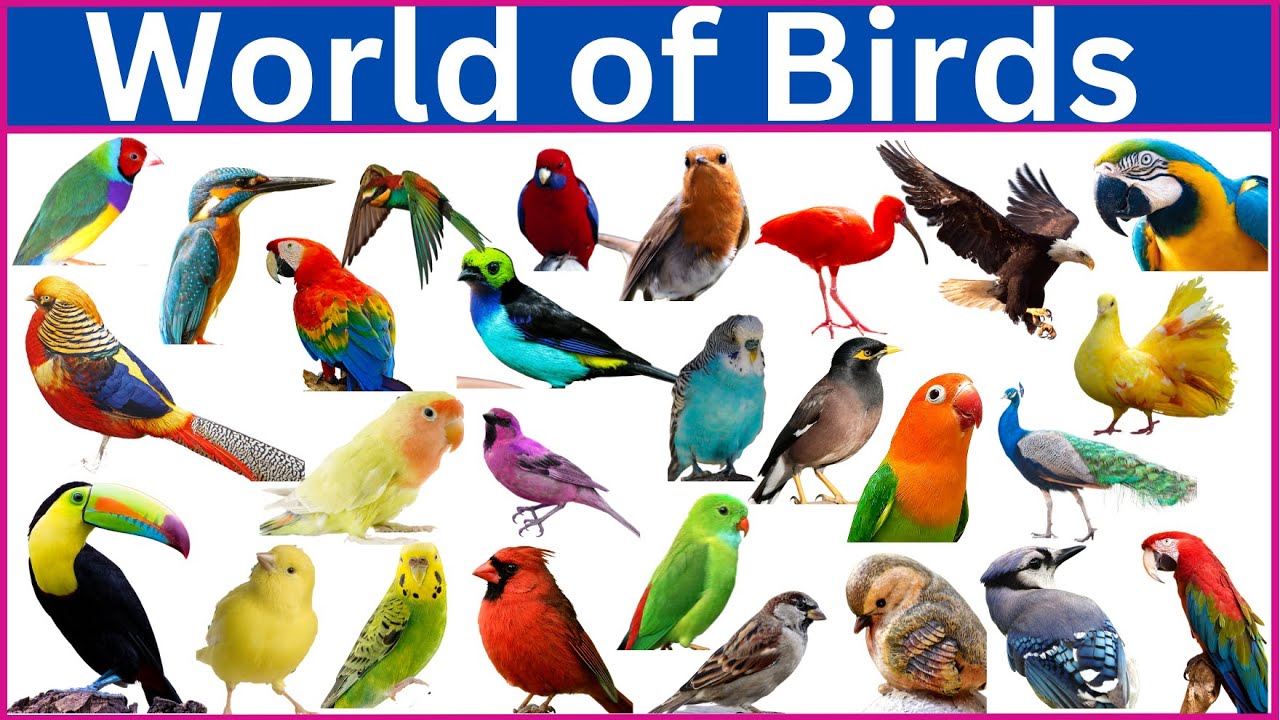 Meet 220 Incredible Colorful Birds with Names, Images, and Videos - YouTube