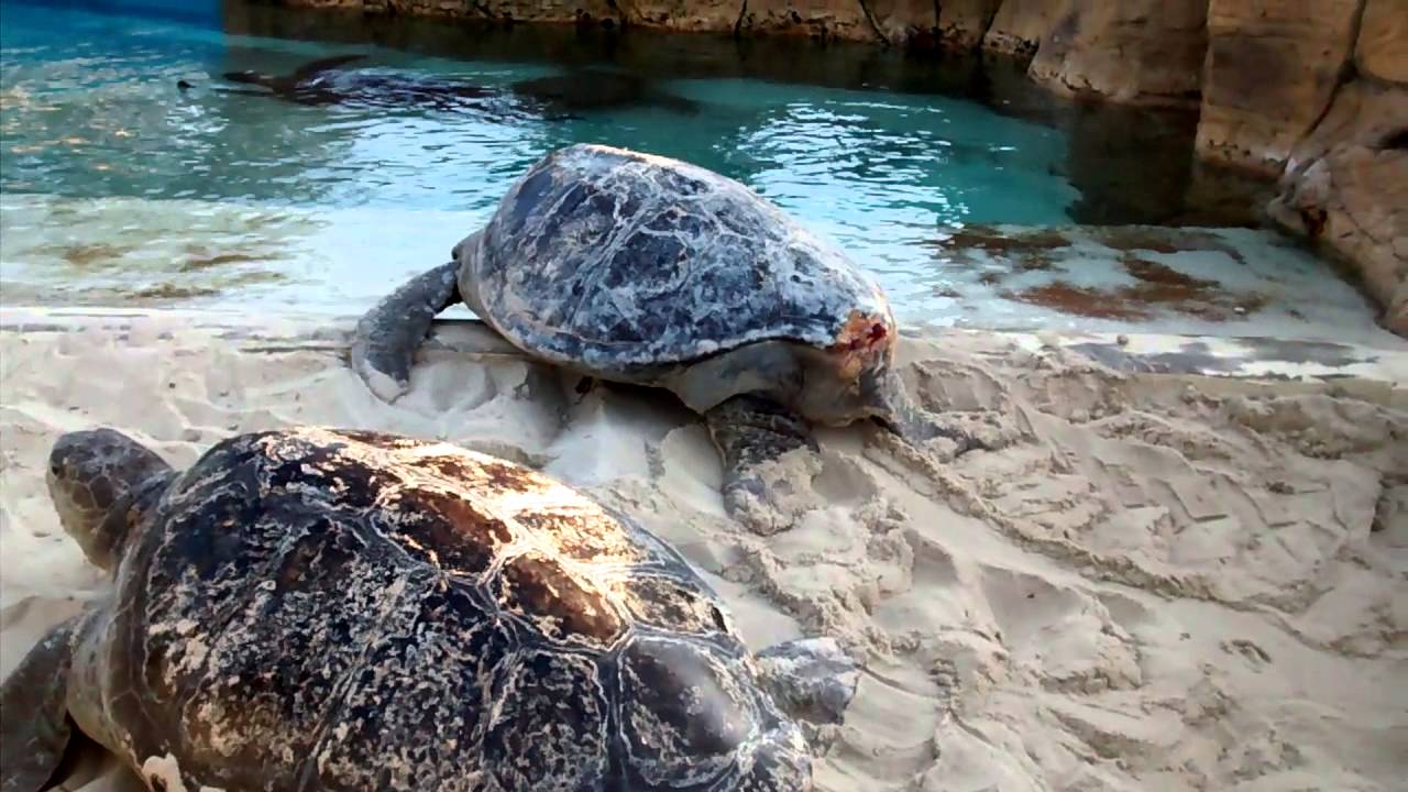 Turtle on shore at SeaWorld San Diego - YouTube