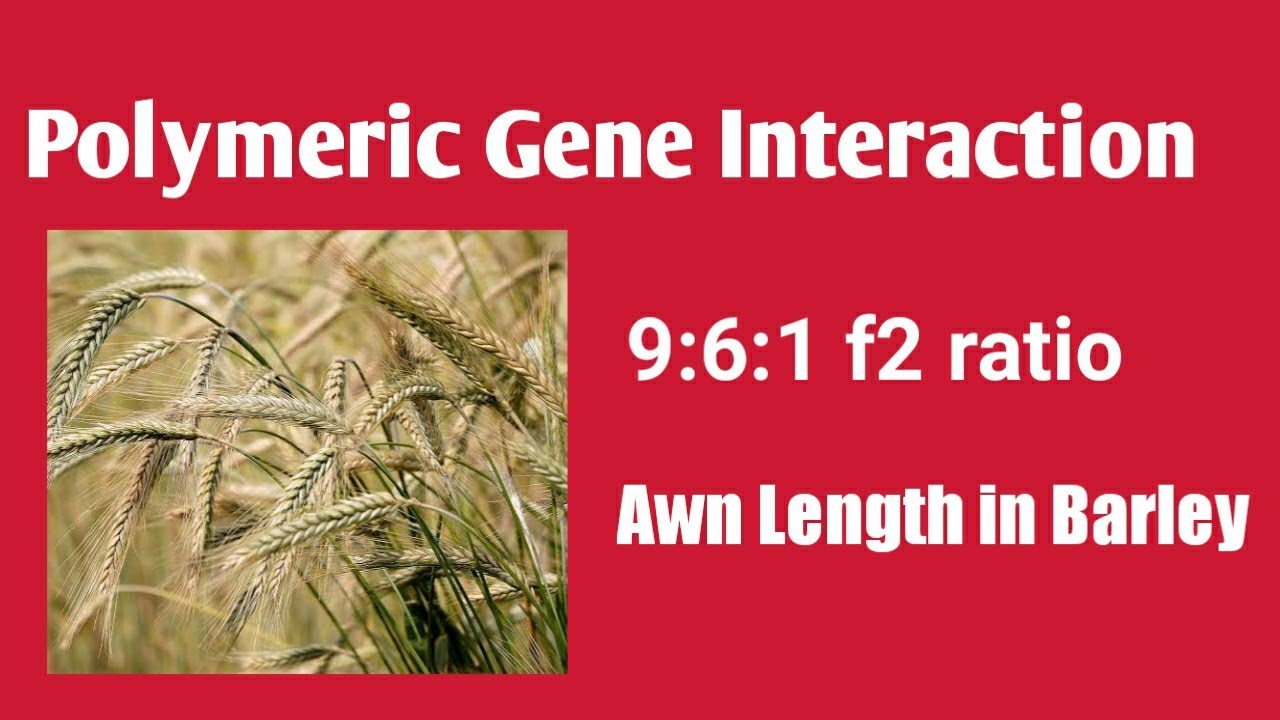 polymeric gene interaction - YouTube