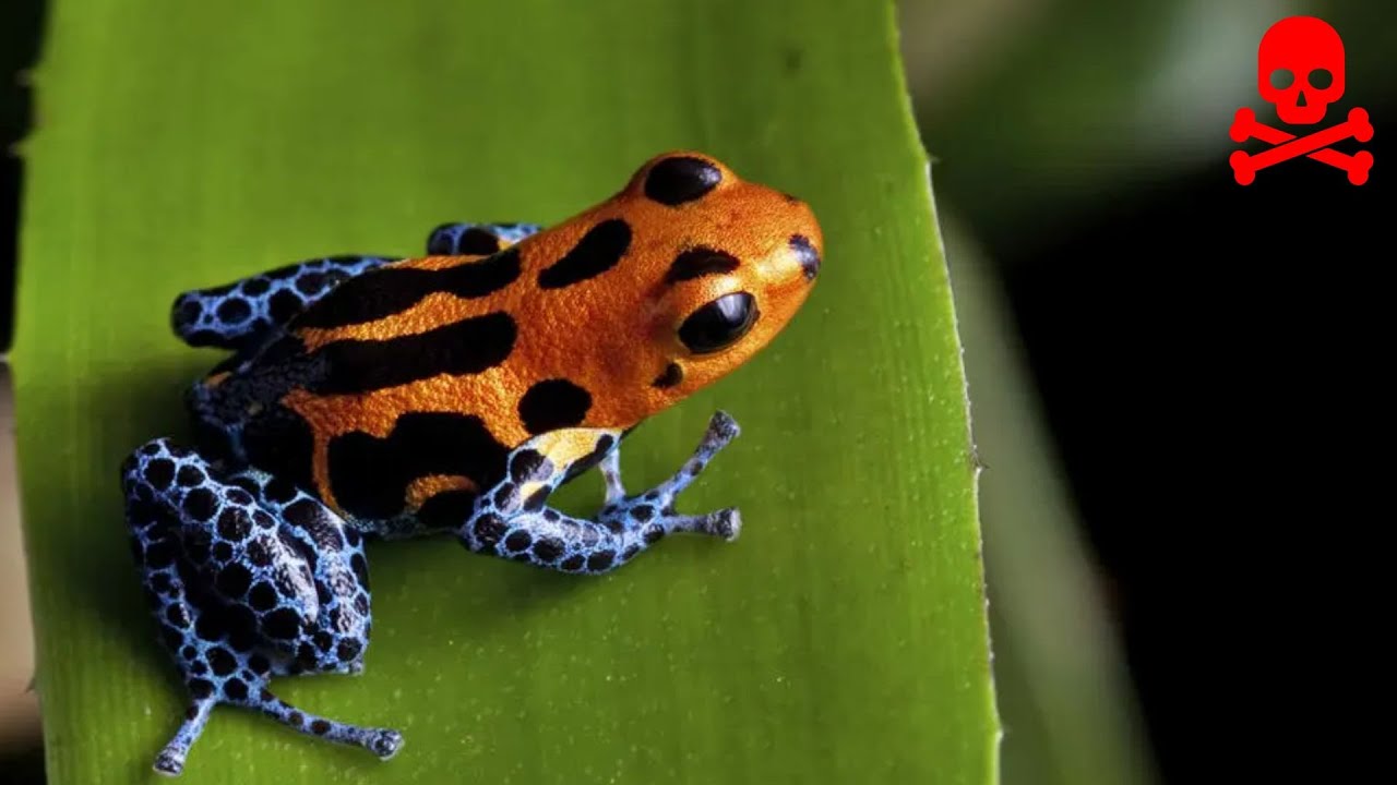 15 Unbelievable Ways Nature Protects Itself - YouTube