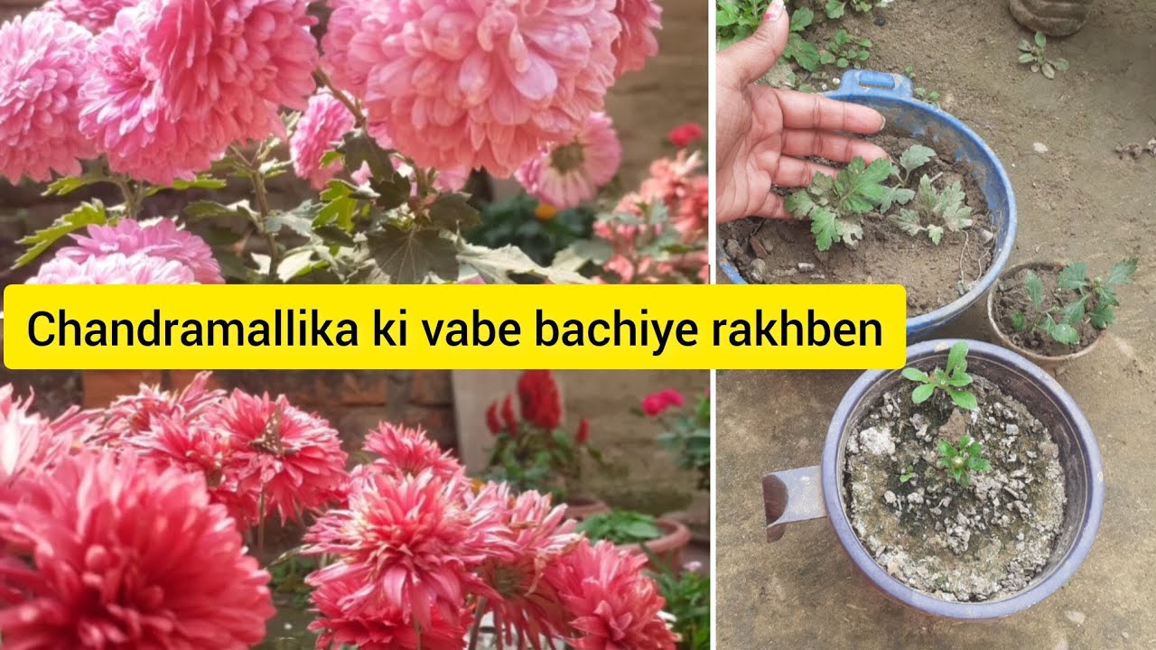 Chandramallika Mather plants care| Chandramallika ki vabe bachiye ...