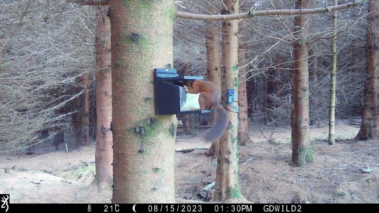 Virtual Wildlife Hide - Go Wild Scotland