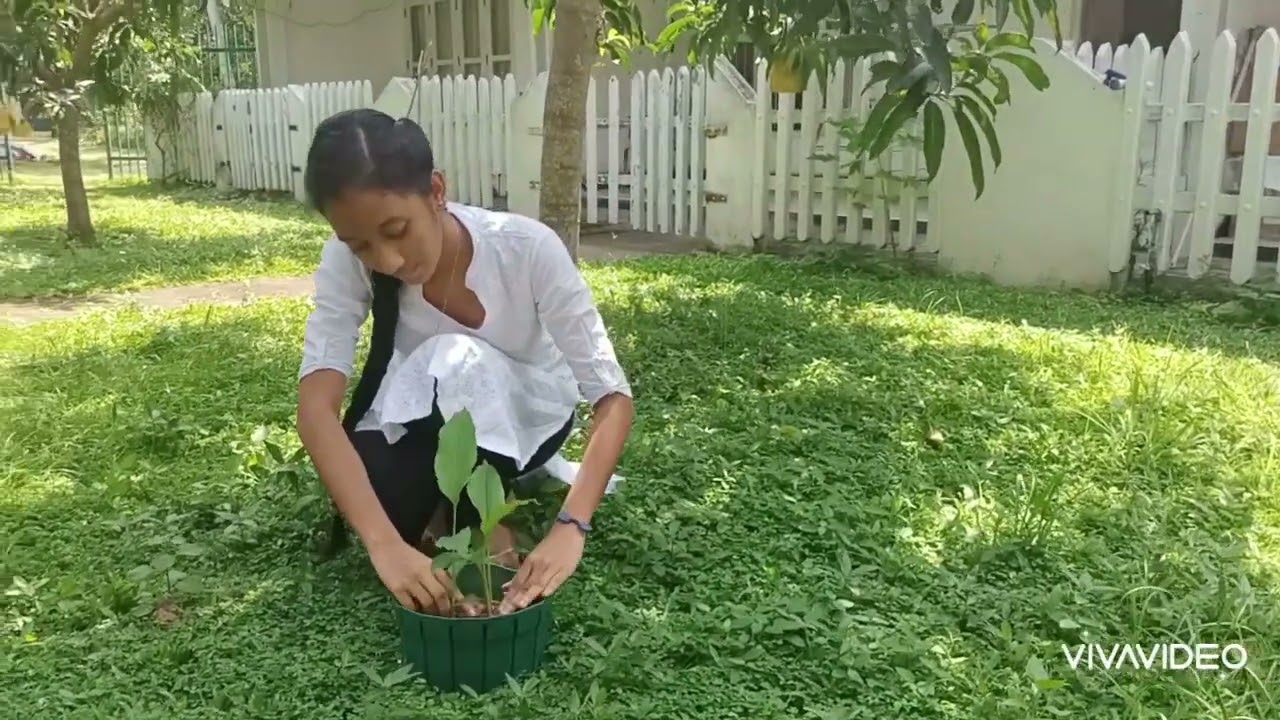 🌳පරිසර ගීතය🌎 Parisara Geethaya💚 Dulmi Dhananjana & Sachithri Danushika ...