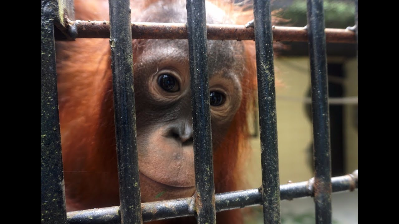 Taymur Returns to Kalimantan - YouTube