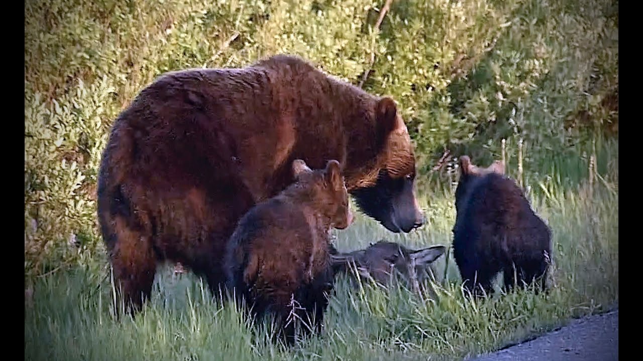 Wildlife Photography-Grizzly Bear #610 Hunts/Chases/Kills an Elk Calf ...