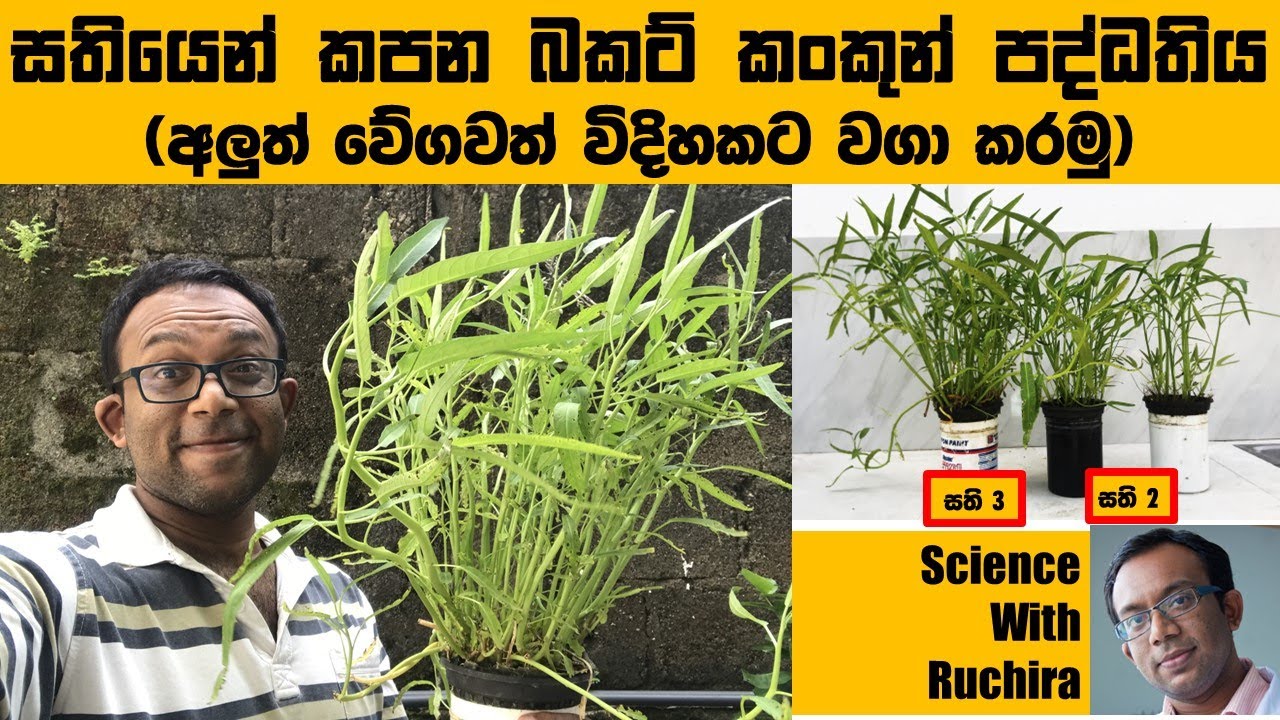 කංකුන් හදන්න සරල අලුත් විදිහක් : Science With Ruchira - YouTube