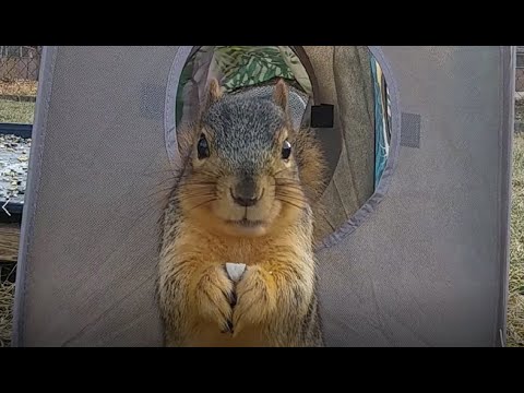 Listen to this squirrel smack his food. So satisfying LOL - YouTube