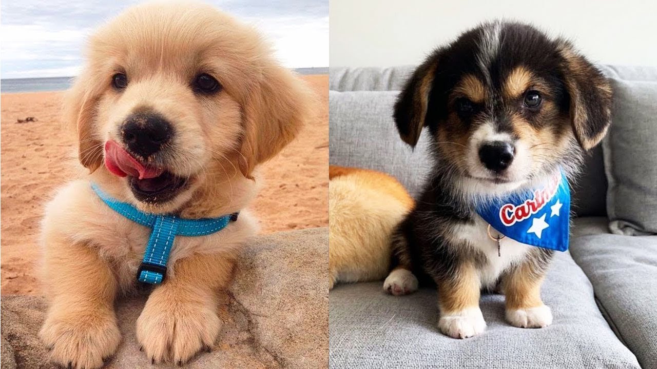 cute puppies doing funny things - 😍cute puppies doing funny things 2020 ...