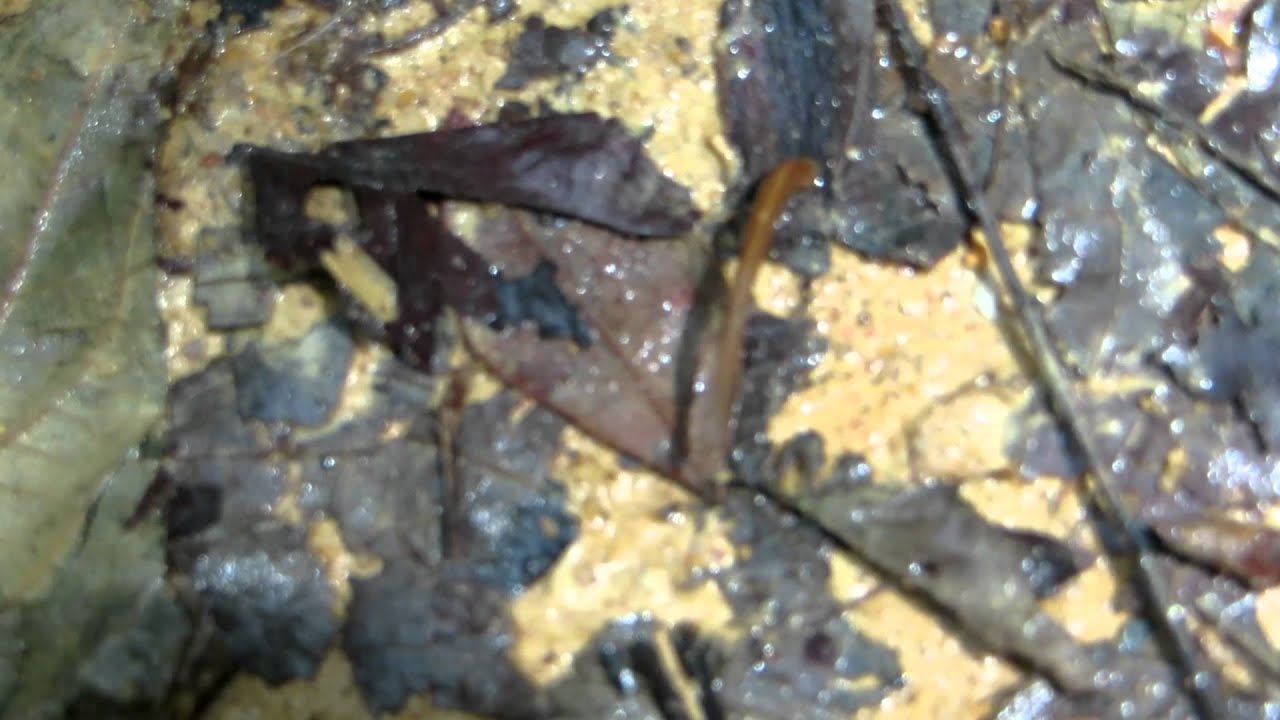 A Leech crawling in the Khoa Sok National Park - YouTube