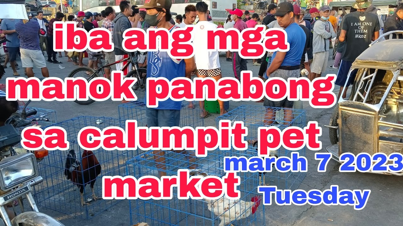 iba ang mga manok panabong sa calumpit pet market. - YouTube