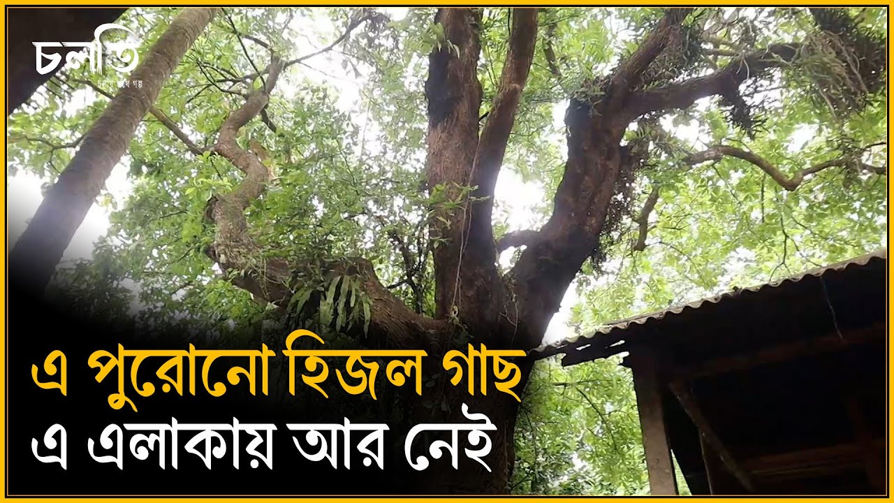 ২০০ বছরের পুরোনো গাছ নিয়ে মাতামাতি | Hijal Tree | চলতি - YouTube