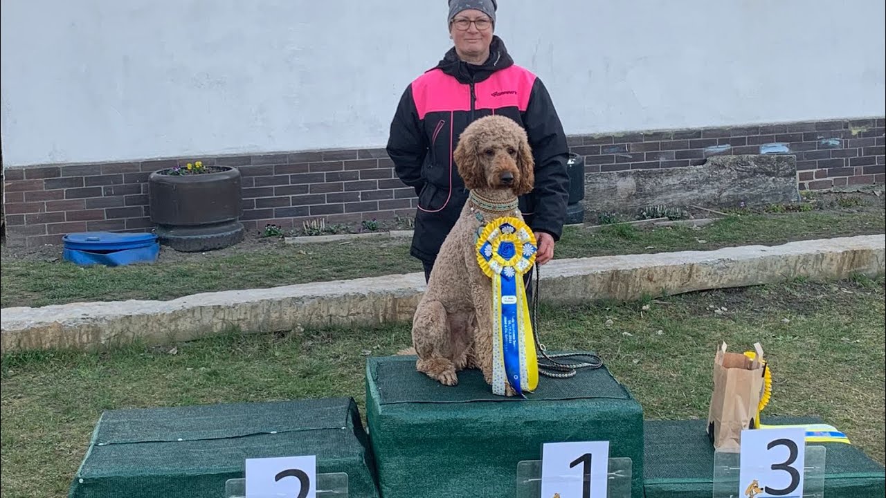 Pudel Rally Obedience Kl. Beginner - YouTube