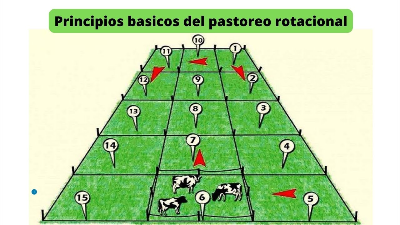 Pastoreo rotacional - Principios básicos 🌱👨🏻‍🌾 - YouTube