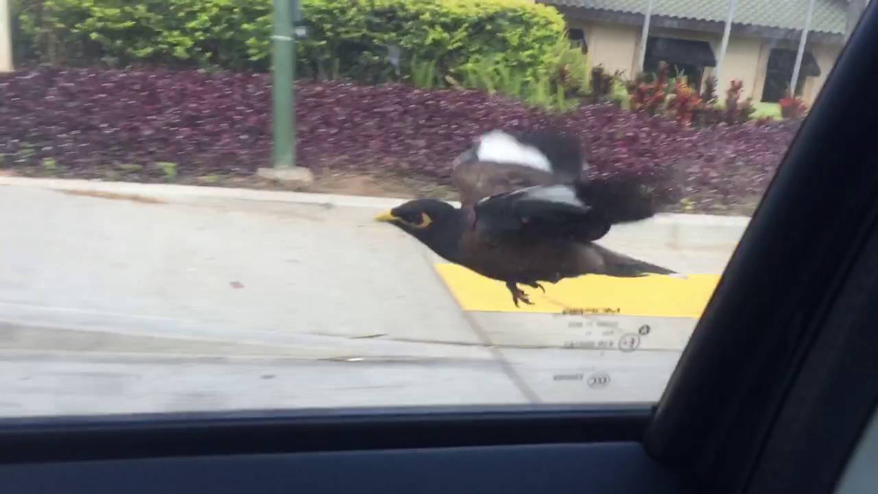 Bird Chasing Car in Hawaii - YouTube