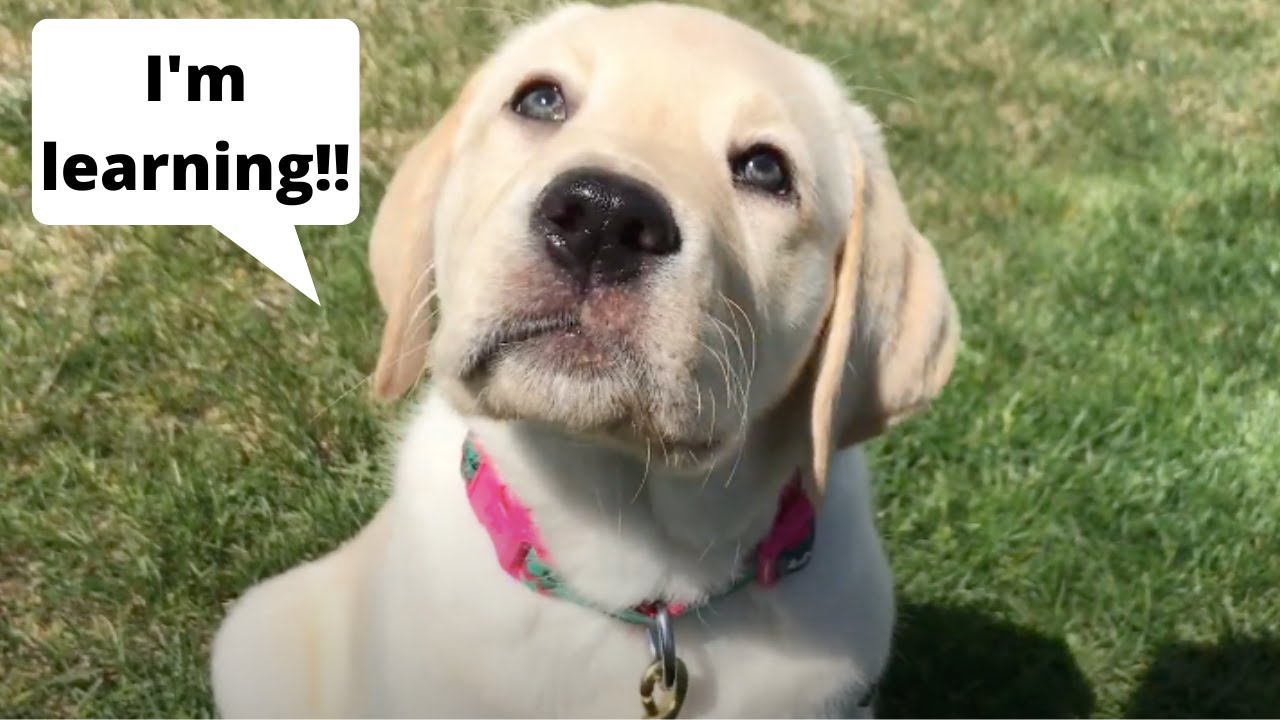Training my little 8 week old yellow lab puppy - YouTube