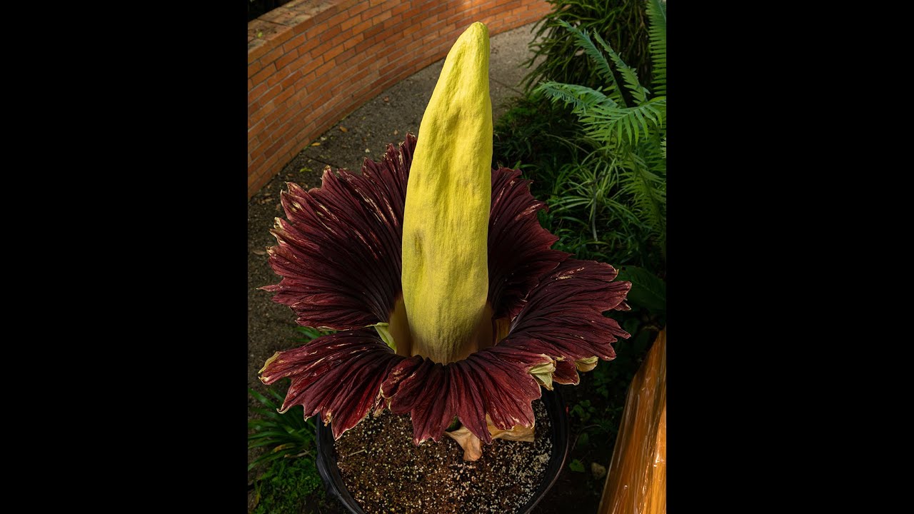 The Corpse Lily Bloomed at Matthaei Botanical Gardens - YouTube