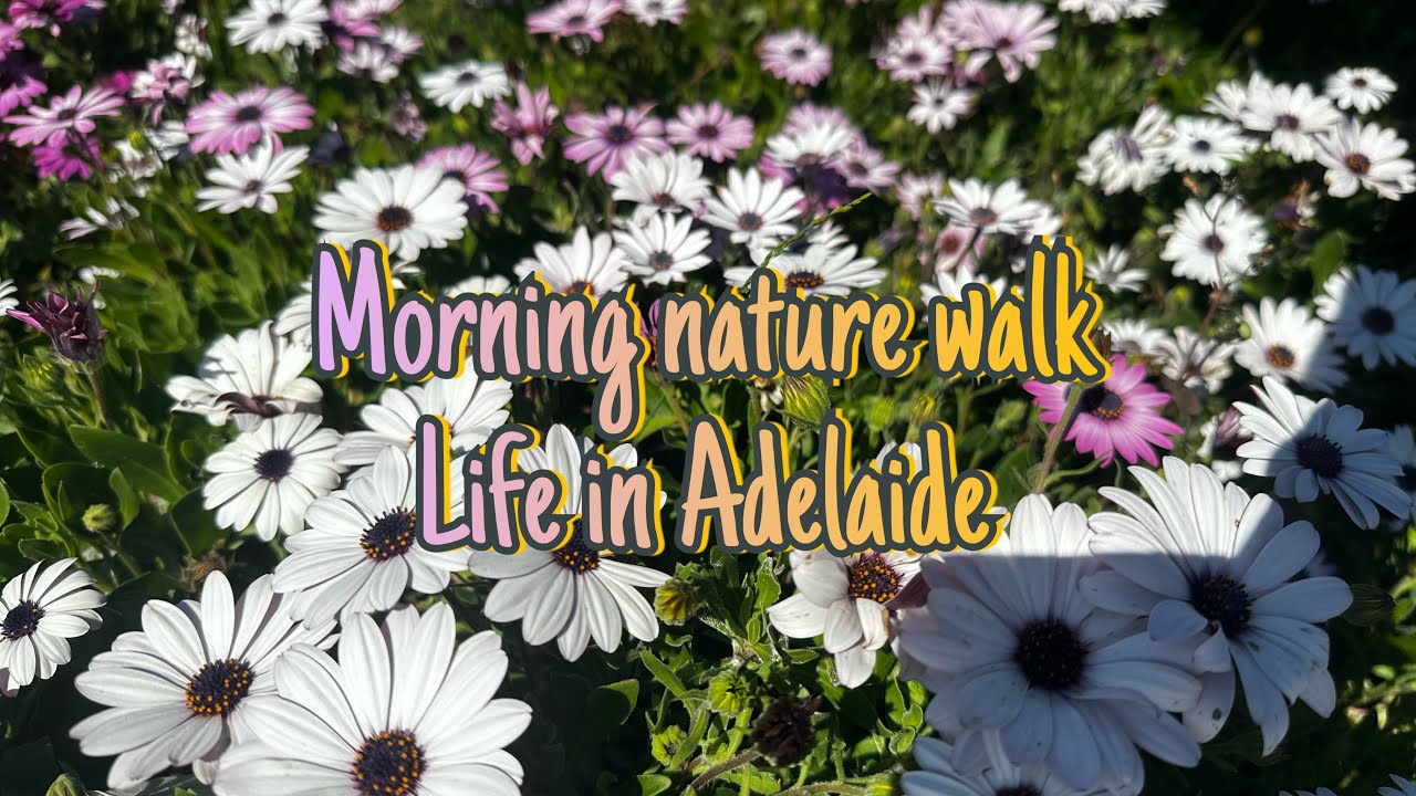 Morning walk | day in life | Adelaide Australia | beautiful Adelaide ...