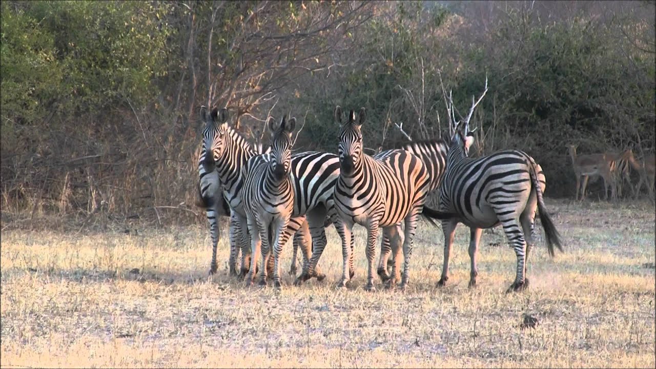 Many hoofed animals - YouTube