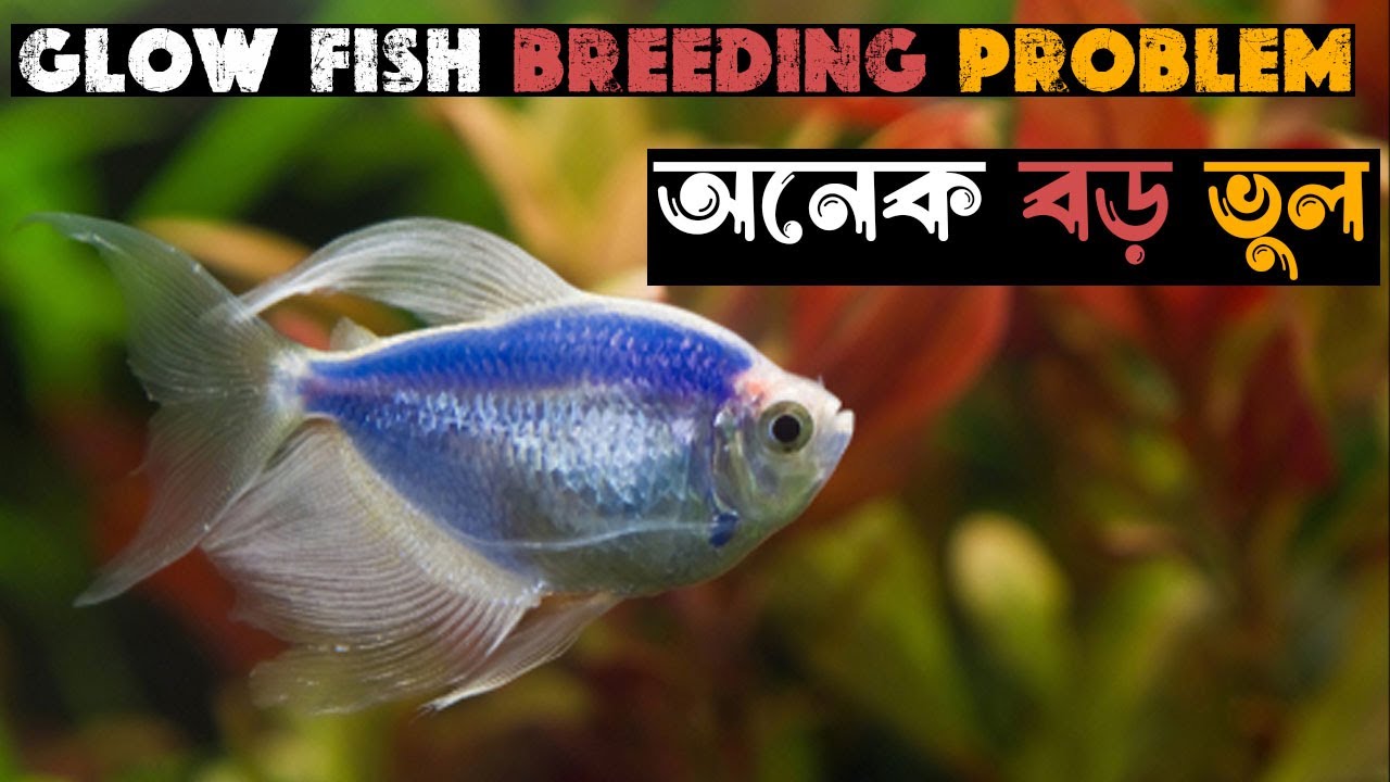 Glow widow tetra মাছের ব্রিডিং করানো যায় না কেন? Colour tetra fish ...