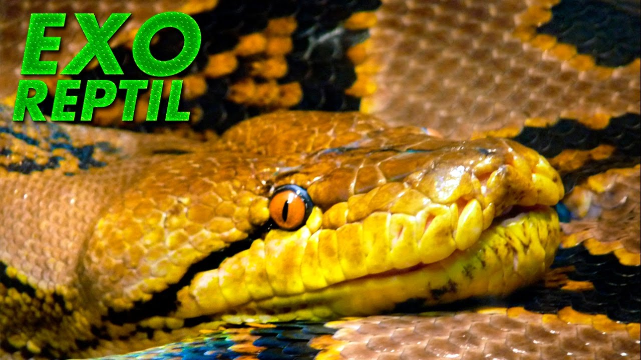 Exo Reptil - Conoces a la Pitón Reticulada? ( Python Reticulatus ) - YouTube