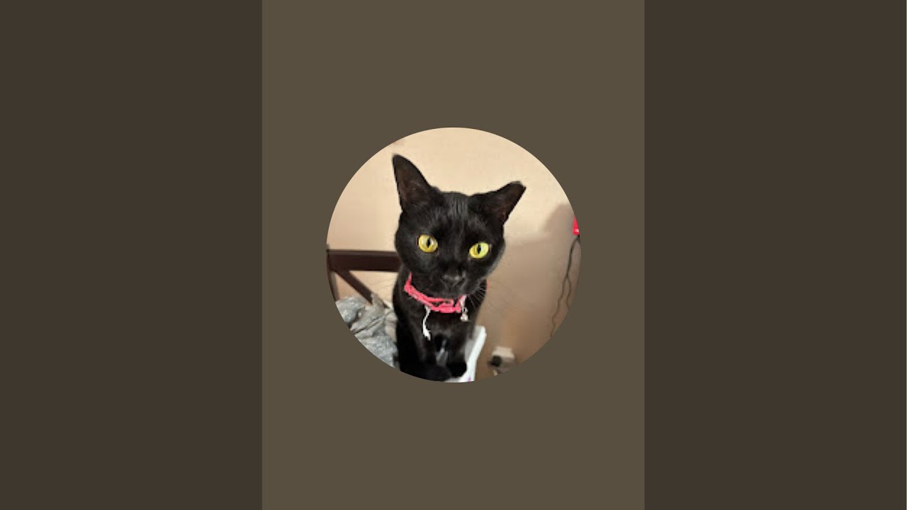 Chill with the rizz - YouTube