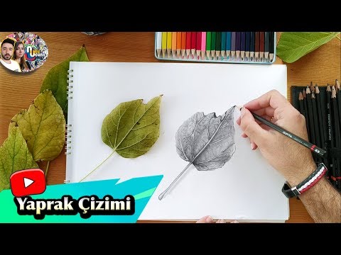 Yaprak Çizimi 2020