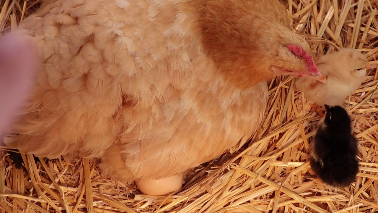 Baby Chick Watch Day 4 - YouTube