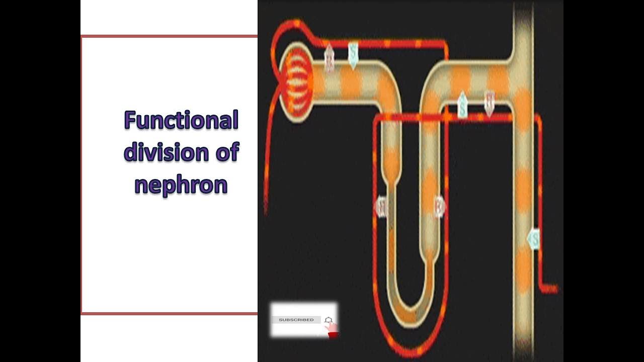 Functional Division of Nephron| Nephron Functions| Quick Review of ...