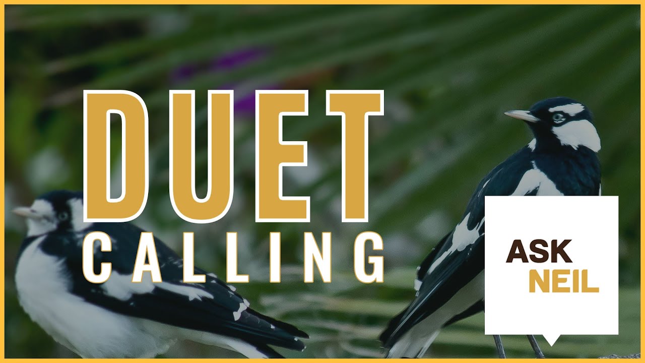 What is duet calling in birds | #AskNeil - YouTube