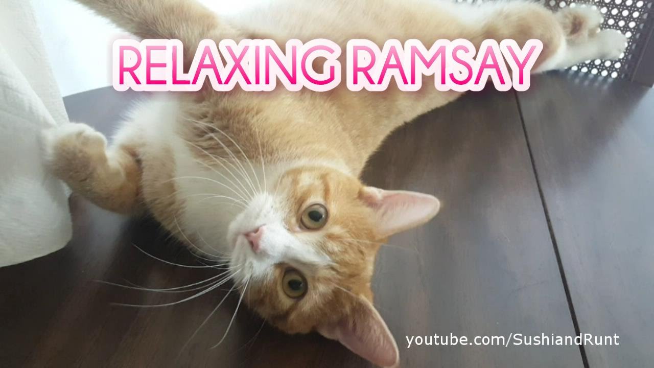 Relax with Ginger Cat Ramsay - Cute and Cuddly Video - YouTube