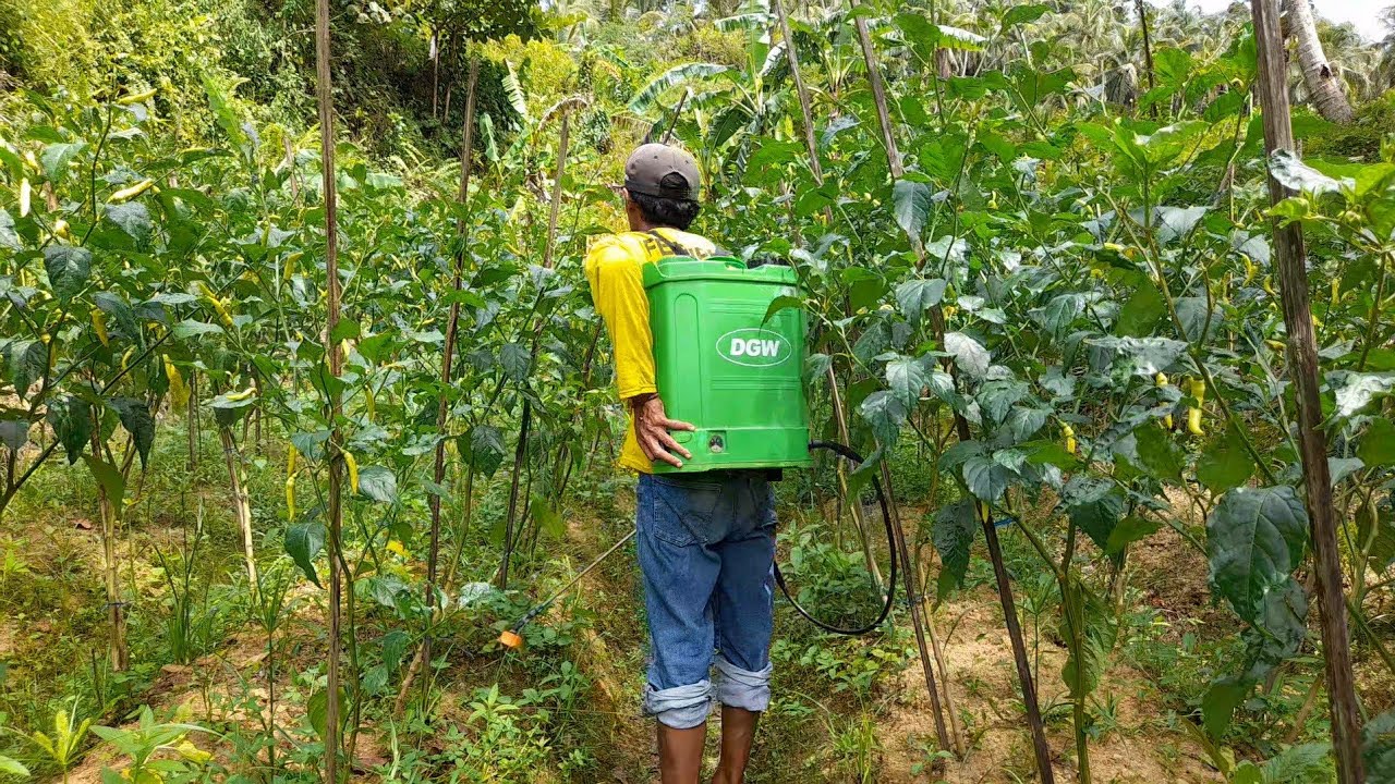 CABAI VIRAL DAN MARUYUNG /caring sweat - YouTube