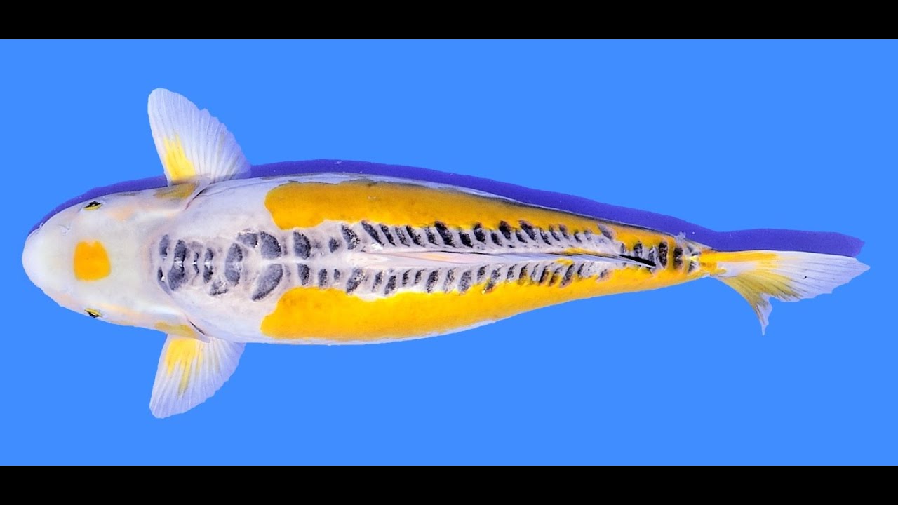 Maruten Ki Shusui 51cm Sansai Female HQ - YouTube