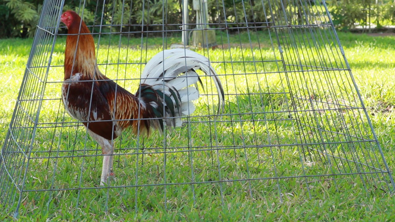 Pyle broodcock - YouTube