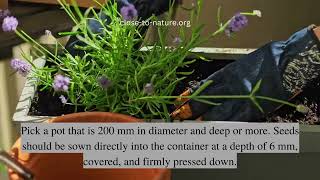Best Steps To Grow Statice In Containers