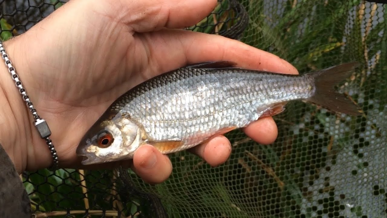 Happy St. David’s Day, let’s go fishing - YouTube