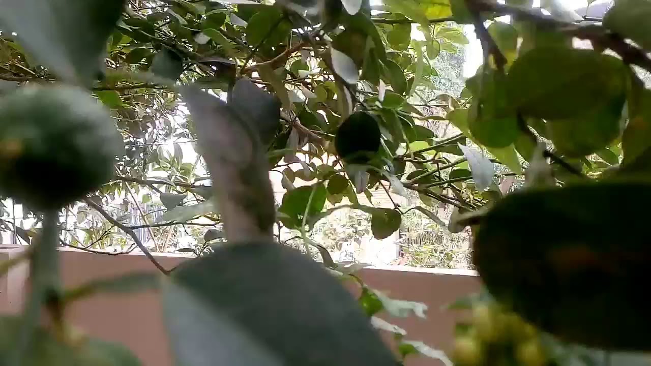 Vasant ruthuvu lo cheguru and pandthalu 🌿🌿🌿🦚🌱🌱🍈🥭🍋🌾🥀🌹 - YouTube