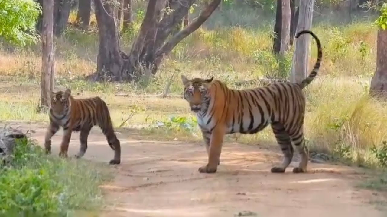 Meet the queen of Satpura, Tiger Machali, and her adorable cubs ...