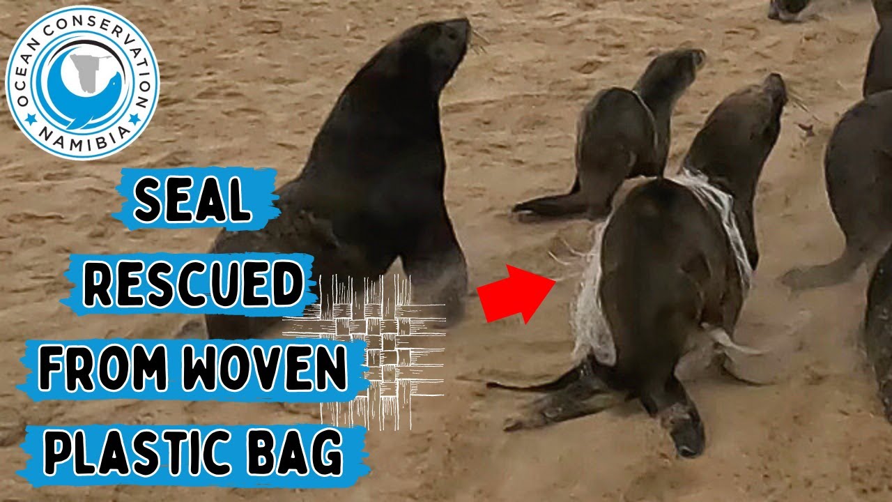 Seal Rescued From Woven Plastic Bag - YouTube