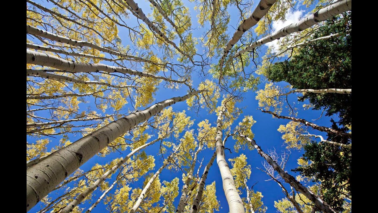 1 Hour in a Healing Aspen Forest w/ Nature Sounds 1080p Pure Relaxation ...