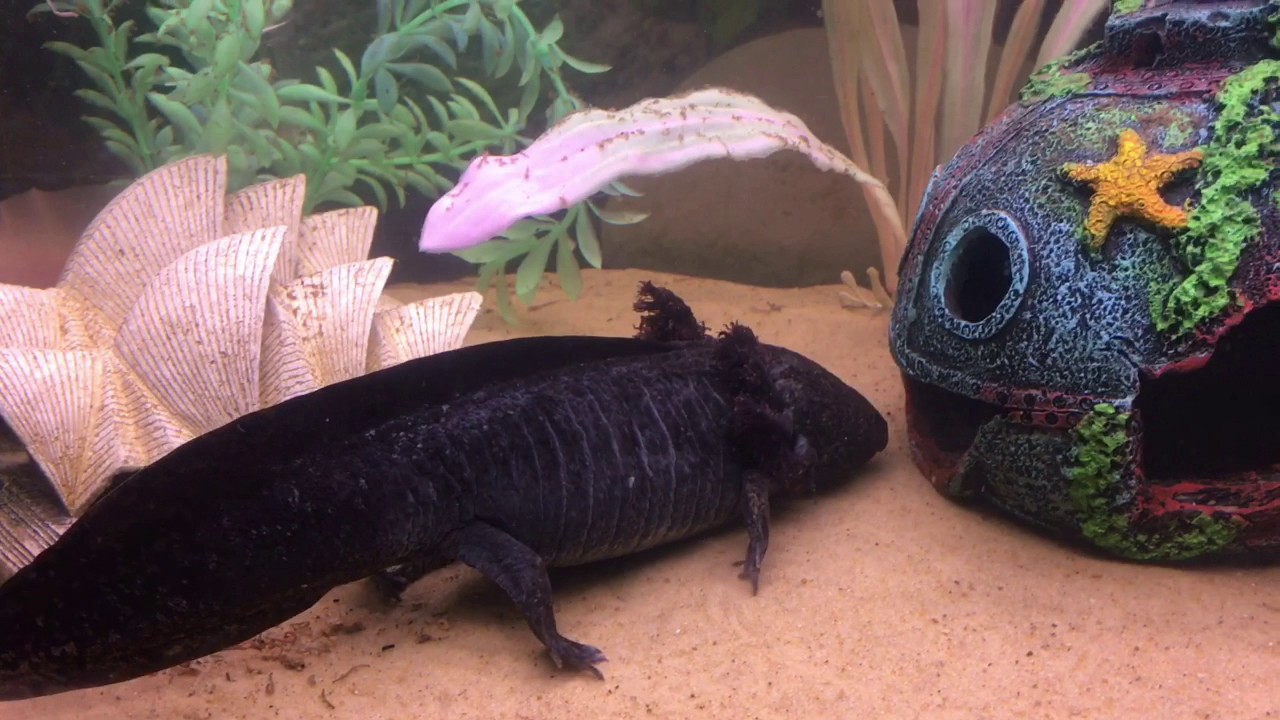 Drogon and Ghost the Axolotl's Plus Feeding Time - YouTube