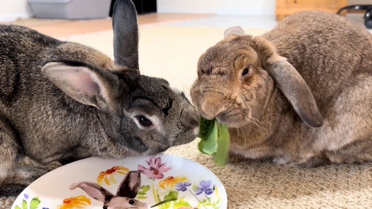 Can I impress Bunnies with 5-Course GOURMET FEAST? Rabbit Birthday ...
