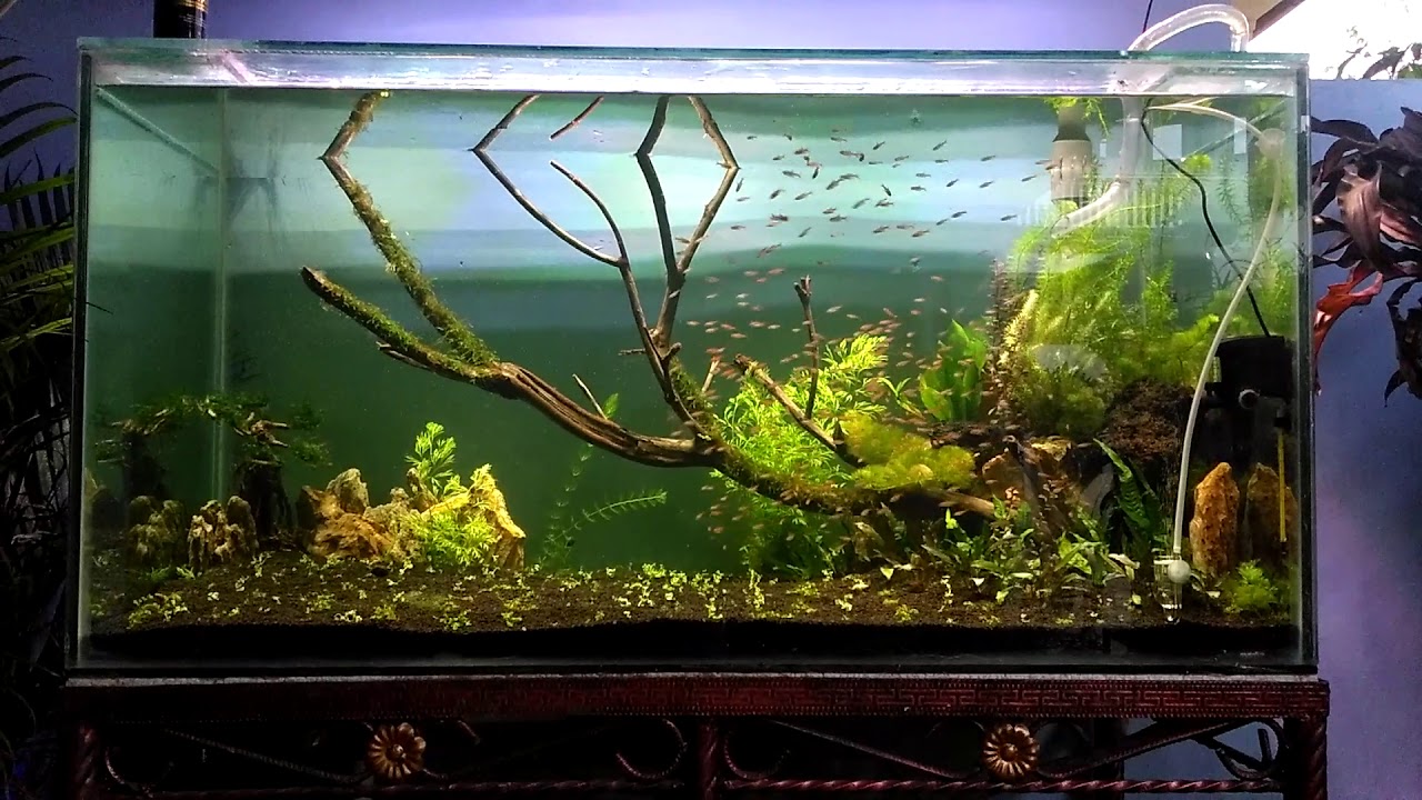 Cakep banget schooling 400 ekor ikan amandae - YouTube