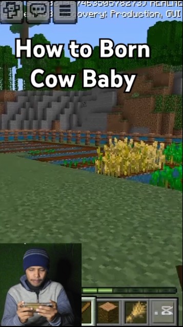 How to born cow baby in Minecraft gameplay video - YouTube