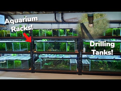 Fish Room Aquarium Racks I Use, How To Drill Tanks! - YouTube