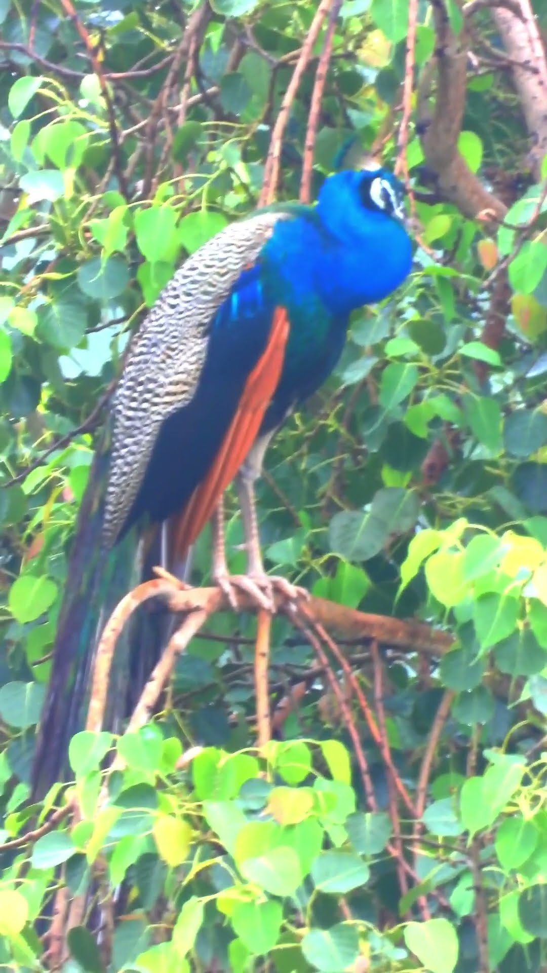 Peacock sleeping in rain on tree | #wildlifephotography #peacock #sleep ...