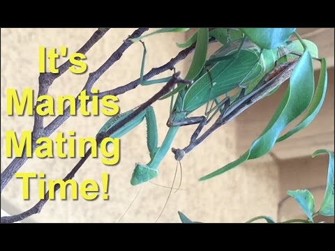 Praying Mantis Mating Time - Male Holds on for Dear Life! - YouTube