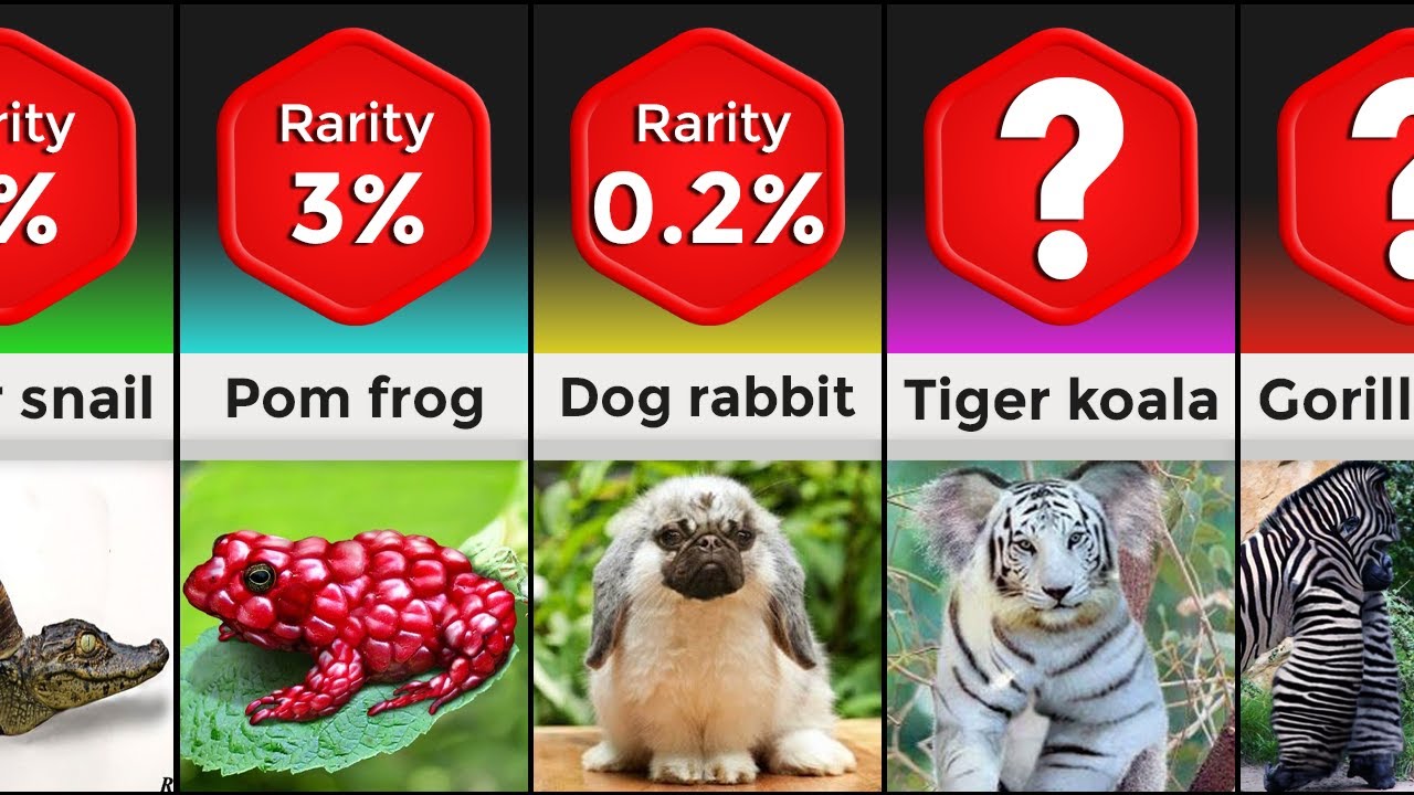 Rarest Animals Probability Comparison! pt.5 - YouTube