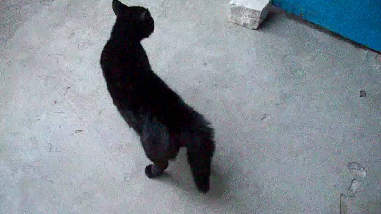 Chat qui parle!! Flippant! - YouTube