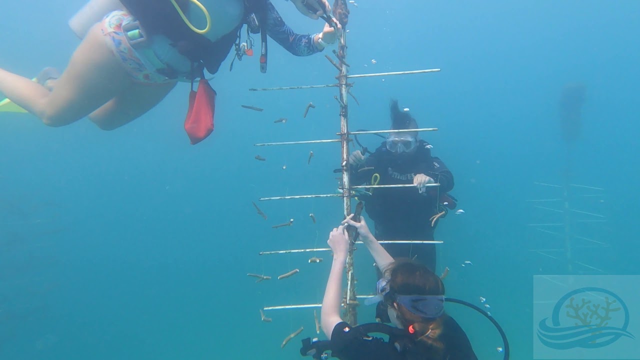 Installing new staghorn corals in nursery - YouTube